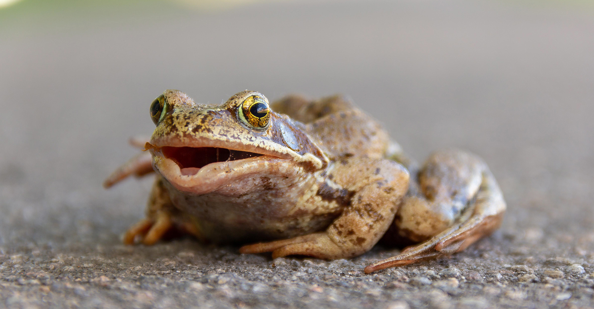 How to Make Your Voice Sound Higher? - Voice Over Tip